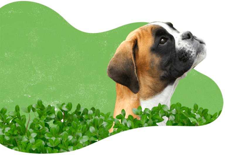 The Big Barn – Enjoyment for dogs and their owners!